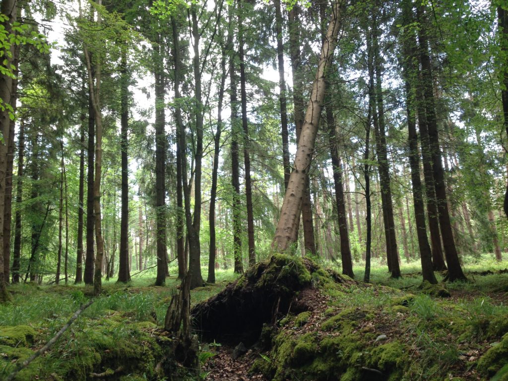 Portumna Forest Marathon - Running, 10K, 21K, 42K, 50K, 100K, Galway